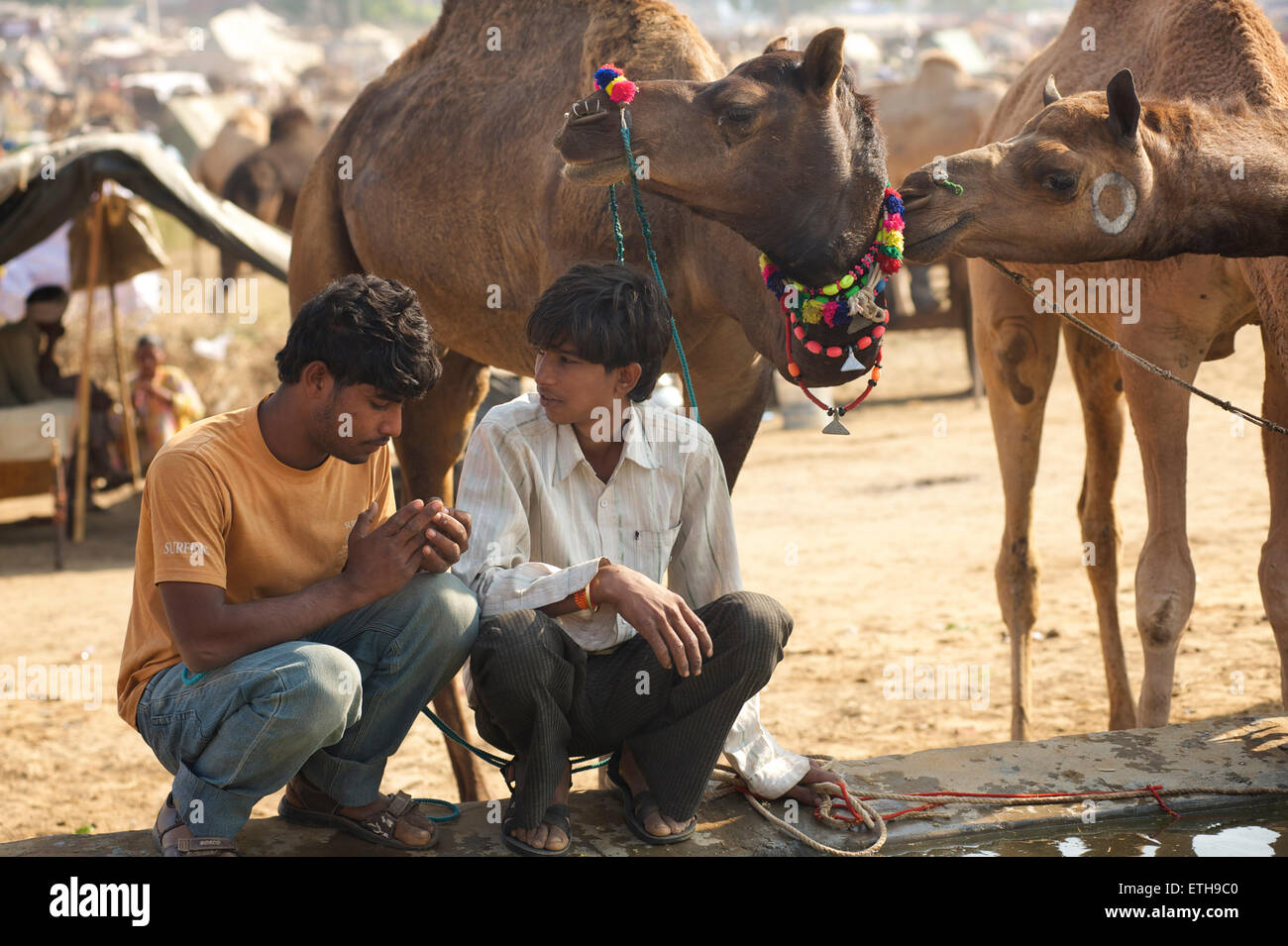 Two young men with camels at a water trough. Pushkar camel fair ...