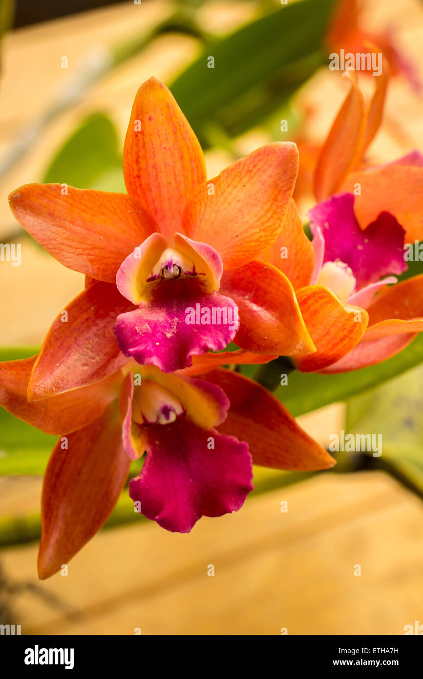 Orchids, flowers, orange, fresh, bright, beautiful, background Stock ...