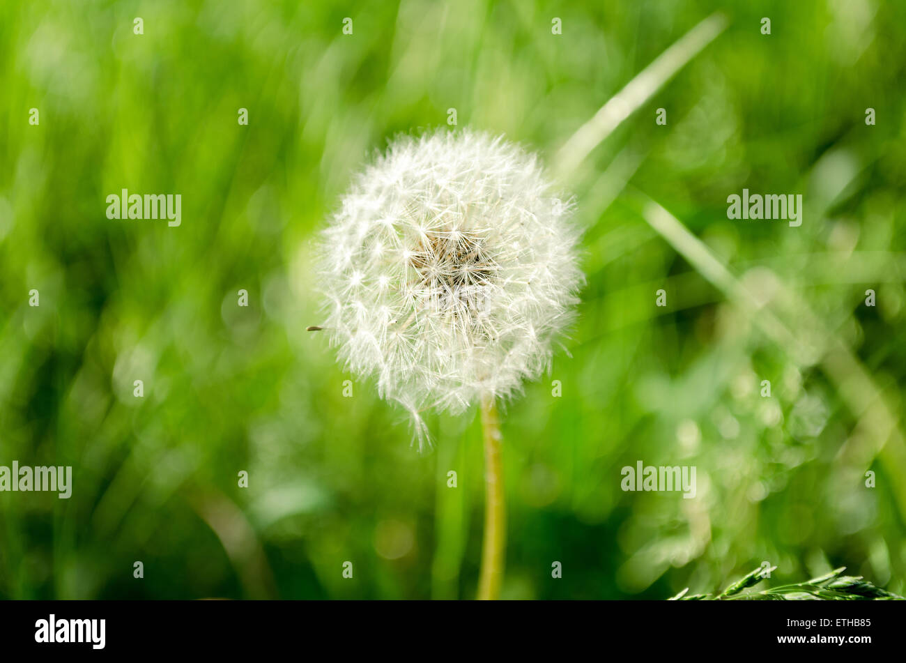 Spring dandelion on green natural background Stock Photo - Alamy