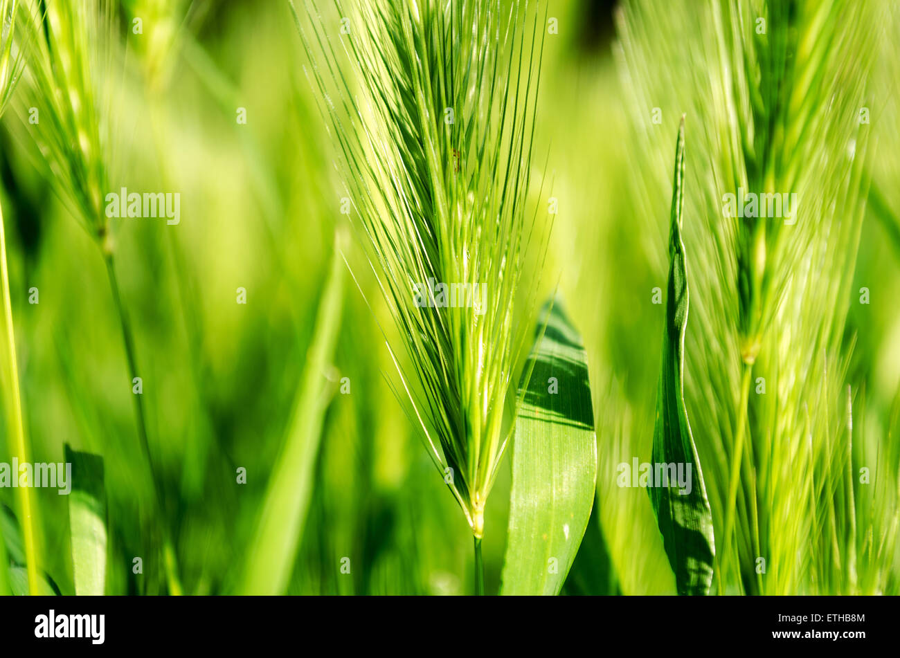 Green grass close up view nature background Stock Photo - Alamy