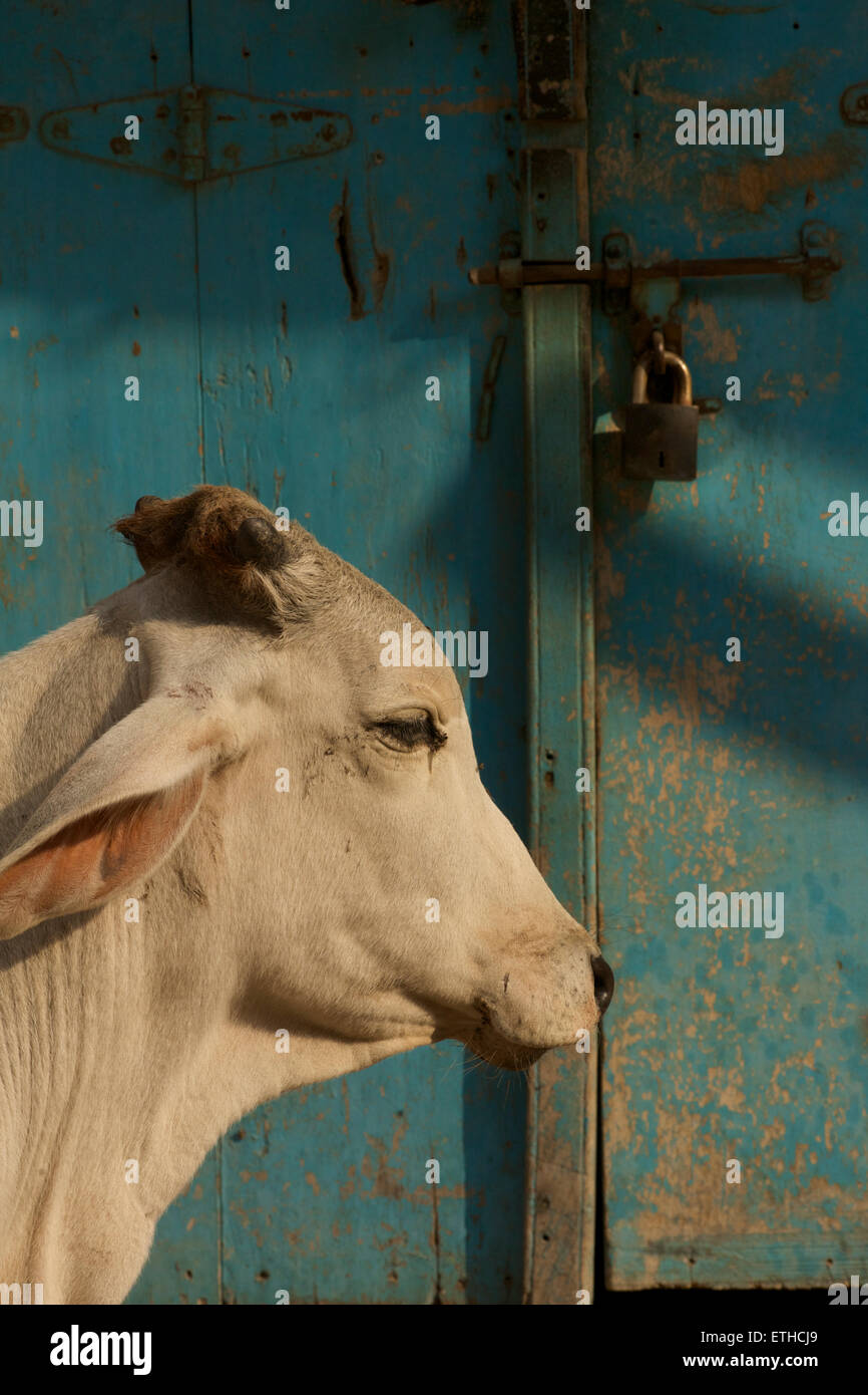 Blue cow of india hi-res stock photography and images - Alamy