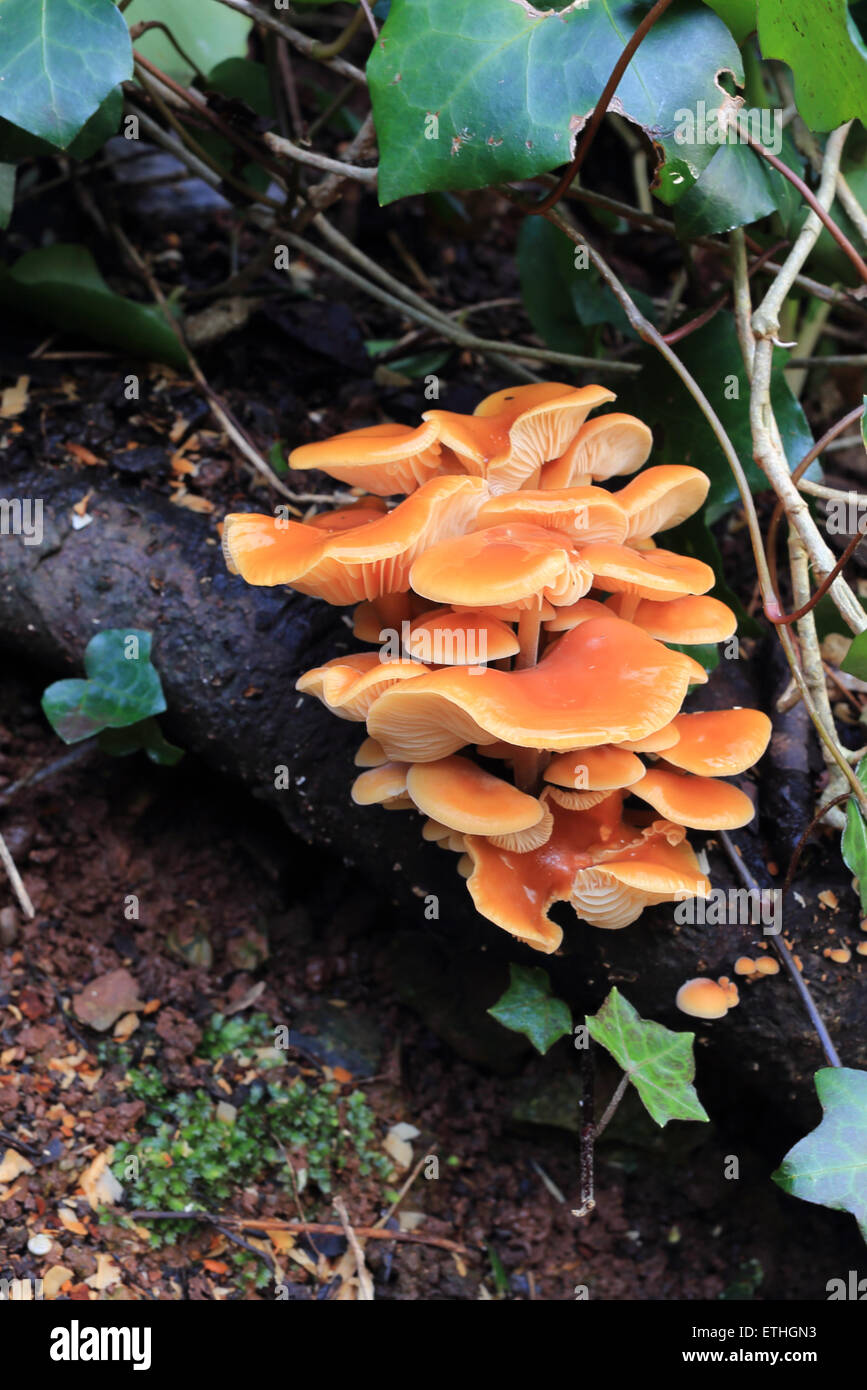 Bracket Fungus growing on a decaying log, Avon Gorge, Bristol, England ...