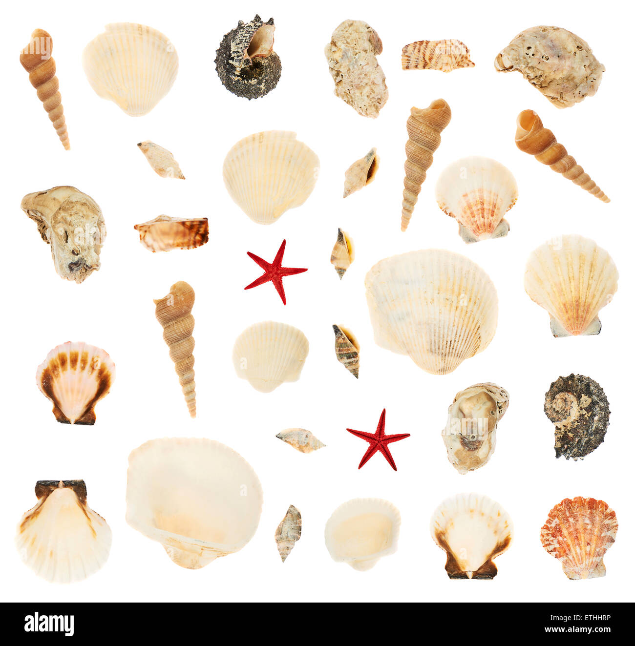 Set of multiple seashells isolated Stock Photo - Alamy