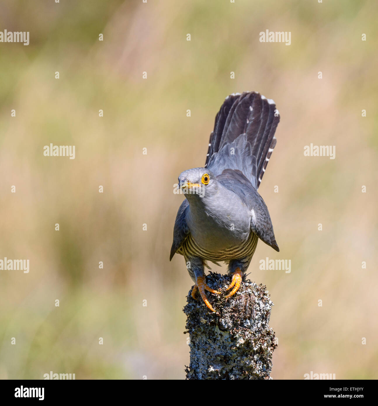 Cuculus Canorus High Resolution Stock Photography and Images - Alamy