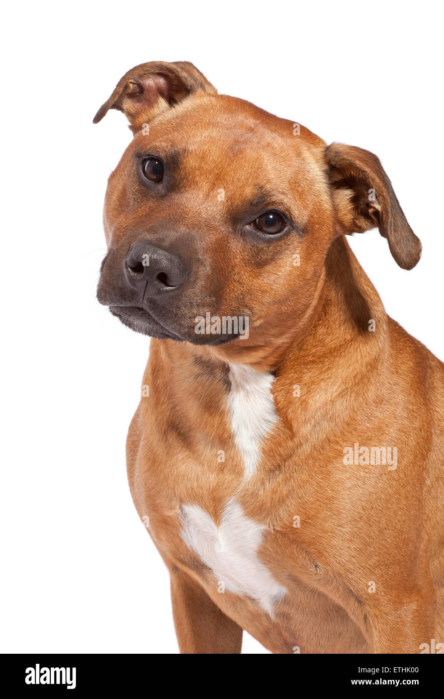 Staffordshire bull terrier dog uk hi-res stock photography and images ...