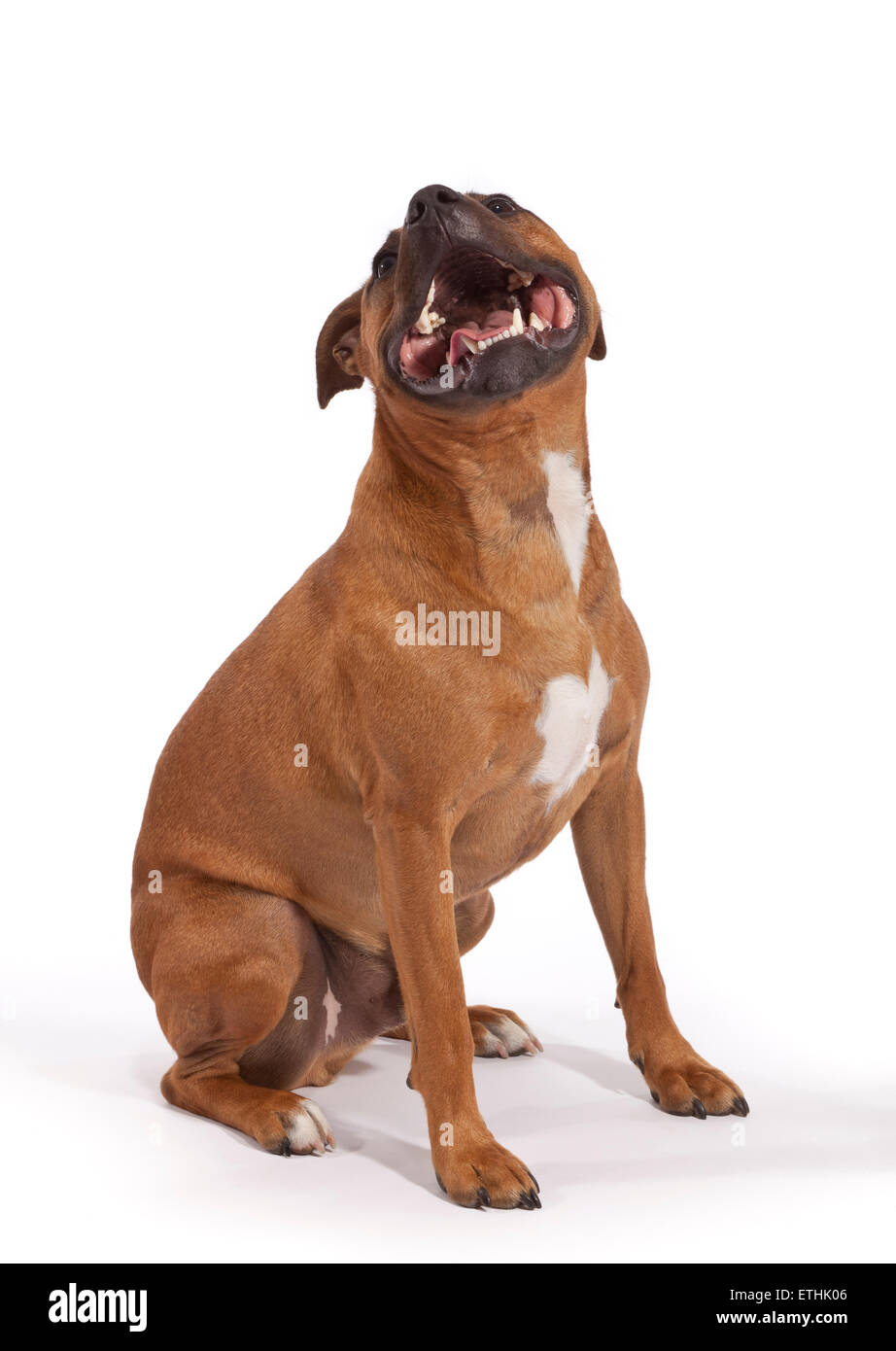 Male staffordshire bull terrier hi-res stock photography and images - Alamy