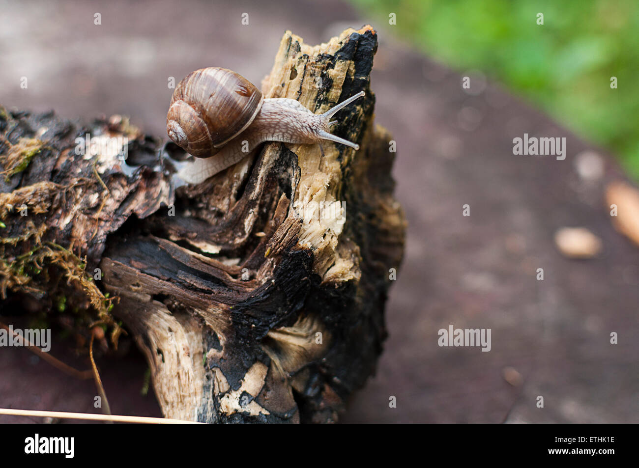 Snail on log hi-res stock photography and images - Alamy