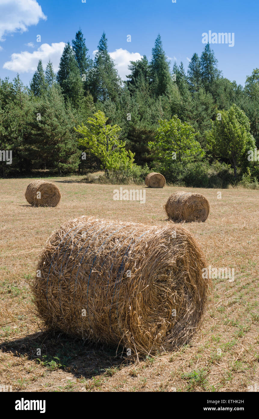 Grass hay landscape hi-res stock photography and images - Alamy
