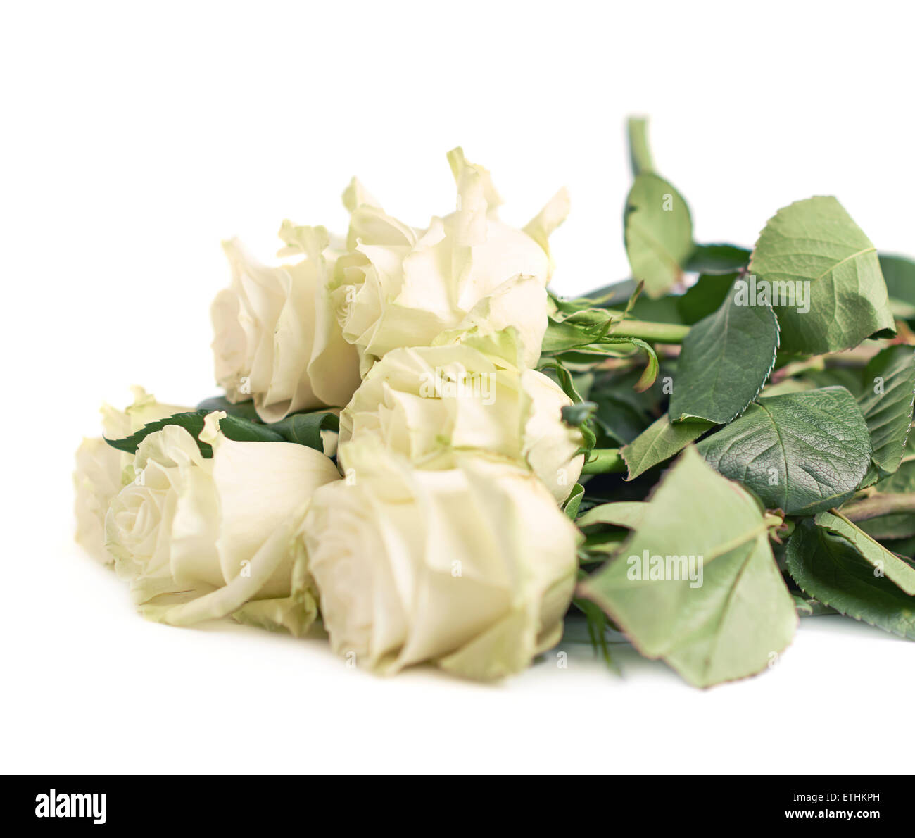 Pile of white roses isolated Stock Photo - Alamy