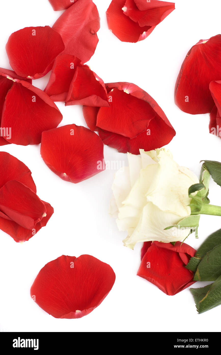 White rose composition Stock Photo - Alamy