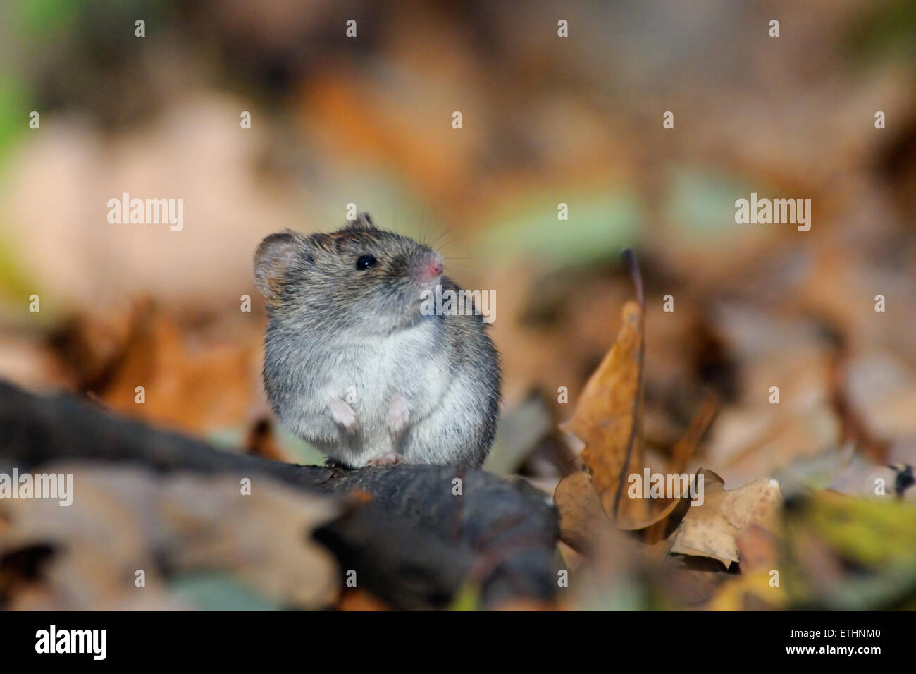 Wood mouse among yellow leaves Stock Photo - Alamy
