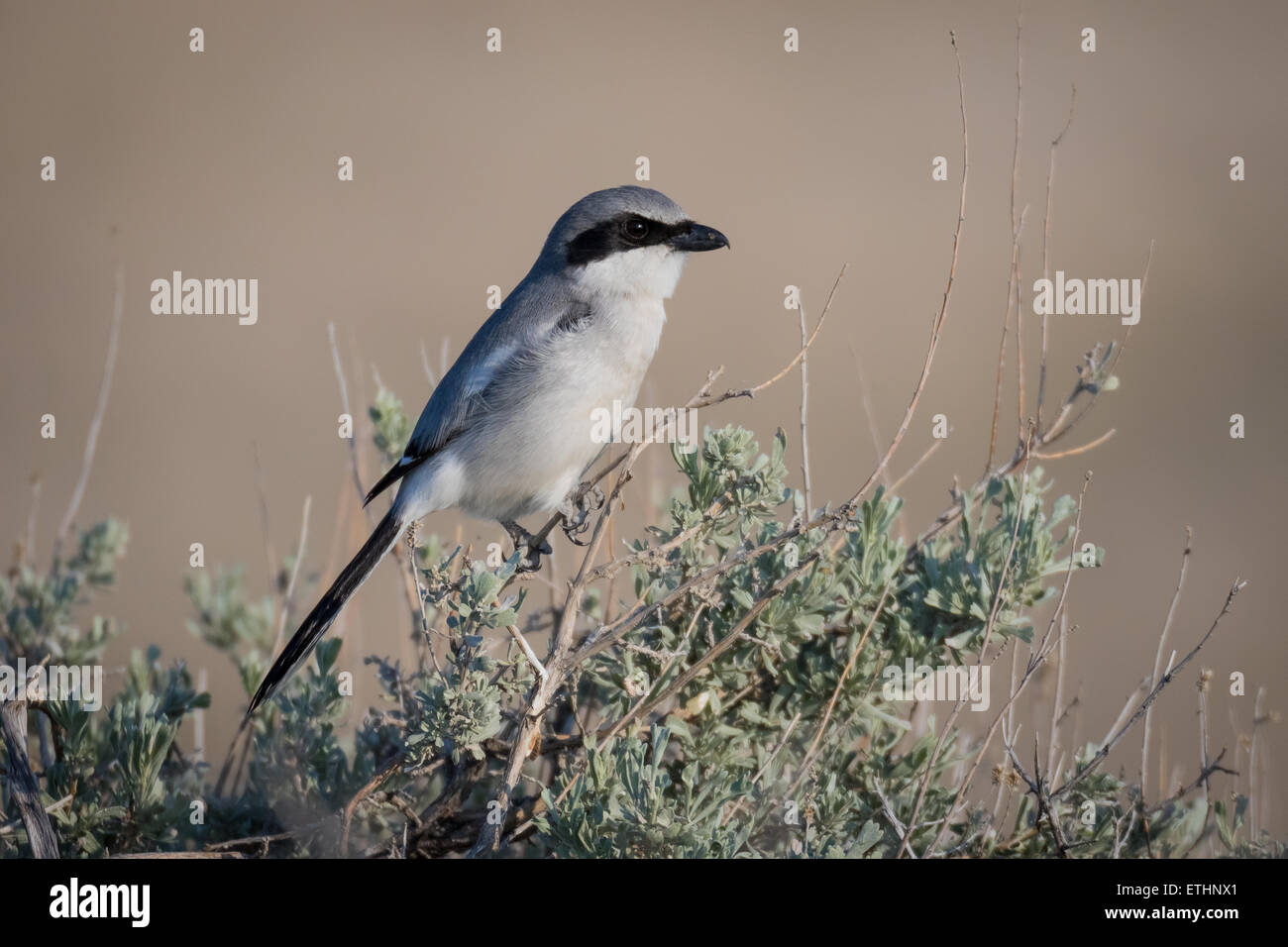 Logger head shrike hi-res stock photography and images - Alamy