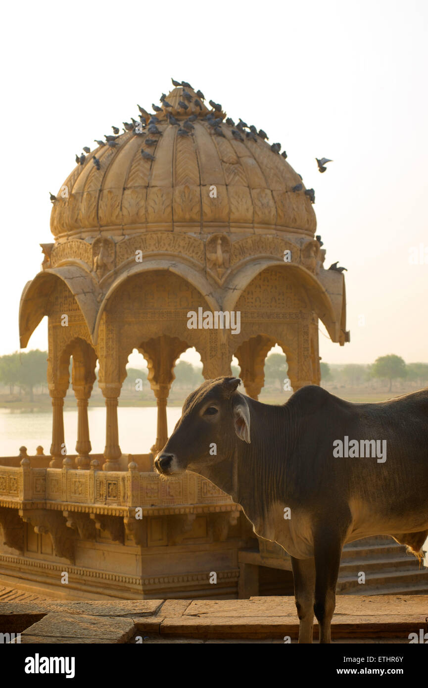 Cow. Gadi Sagar, Jaisalmer, Rajasthan, India Stock Photo - Alamy