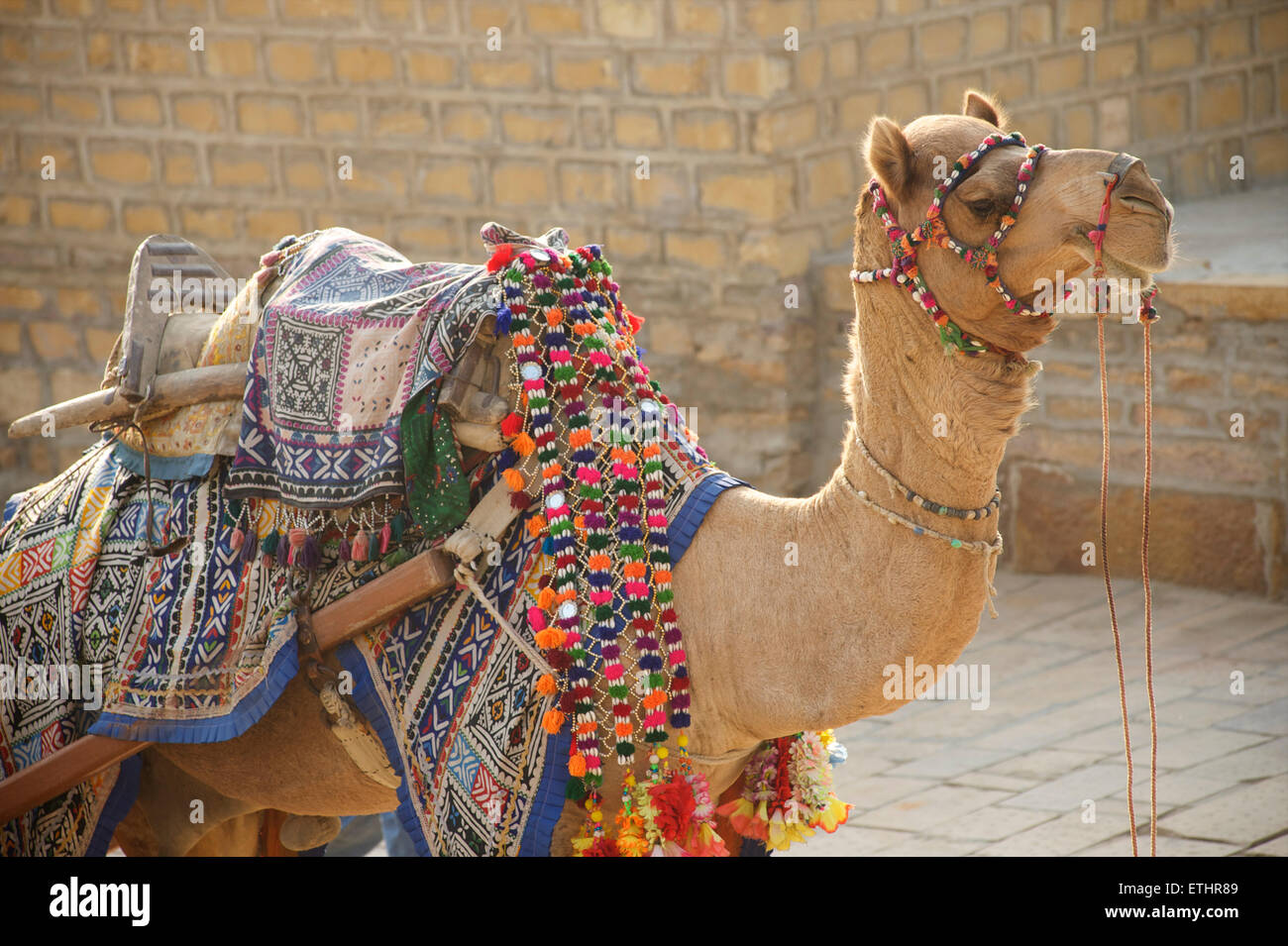 Camel with decorated saddle. Jaisalmer, Rajasthan, India Stock Photo ...