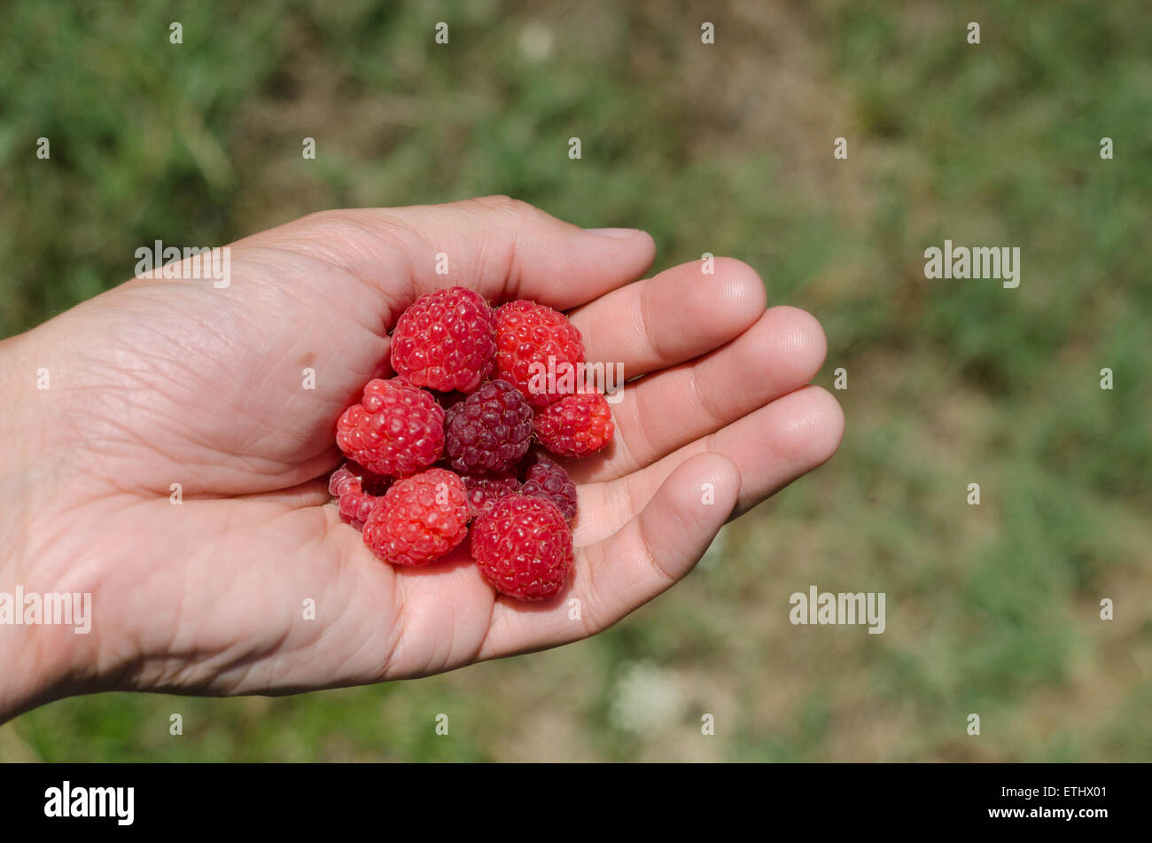 Hand holding organic red raspberries Stock Photo - Alamy