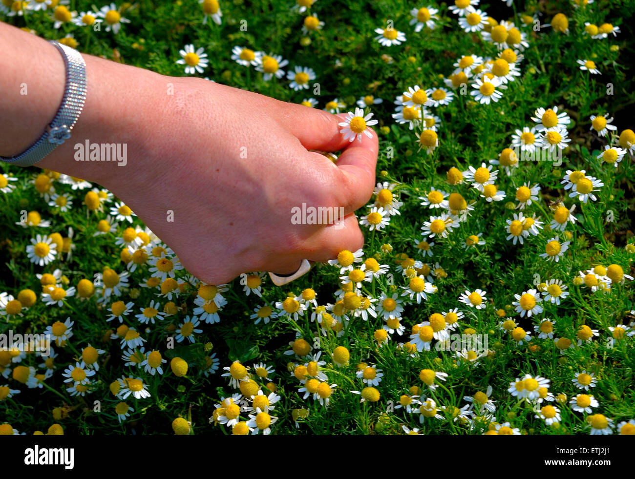 Fingers picking up a daisy at springtime Stock Photo - Alamy
