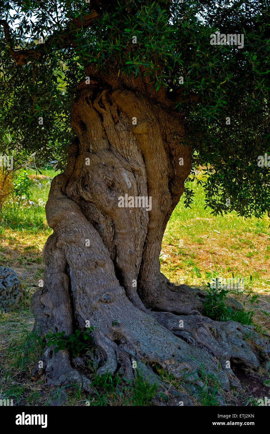 Olive tree cut out hi-res stock photography and images - Alamy