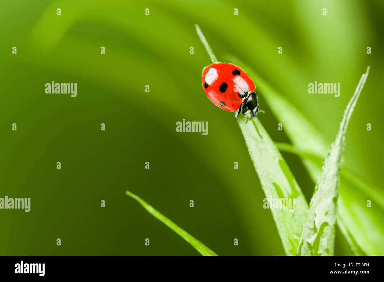 Ladybug running along on blade of green grass Stock Photo - Alamy