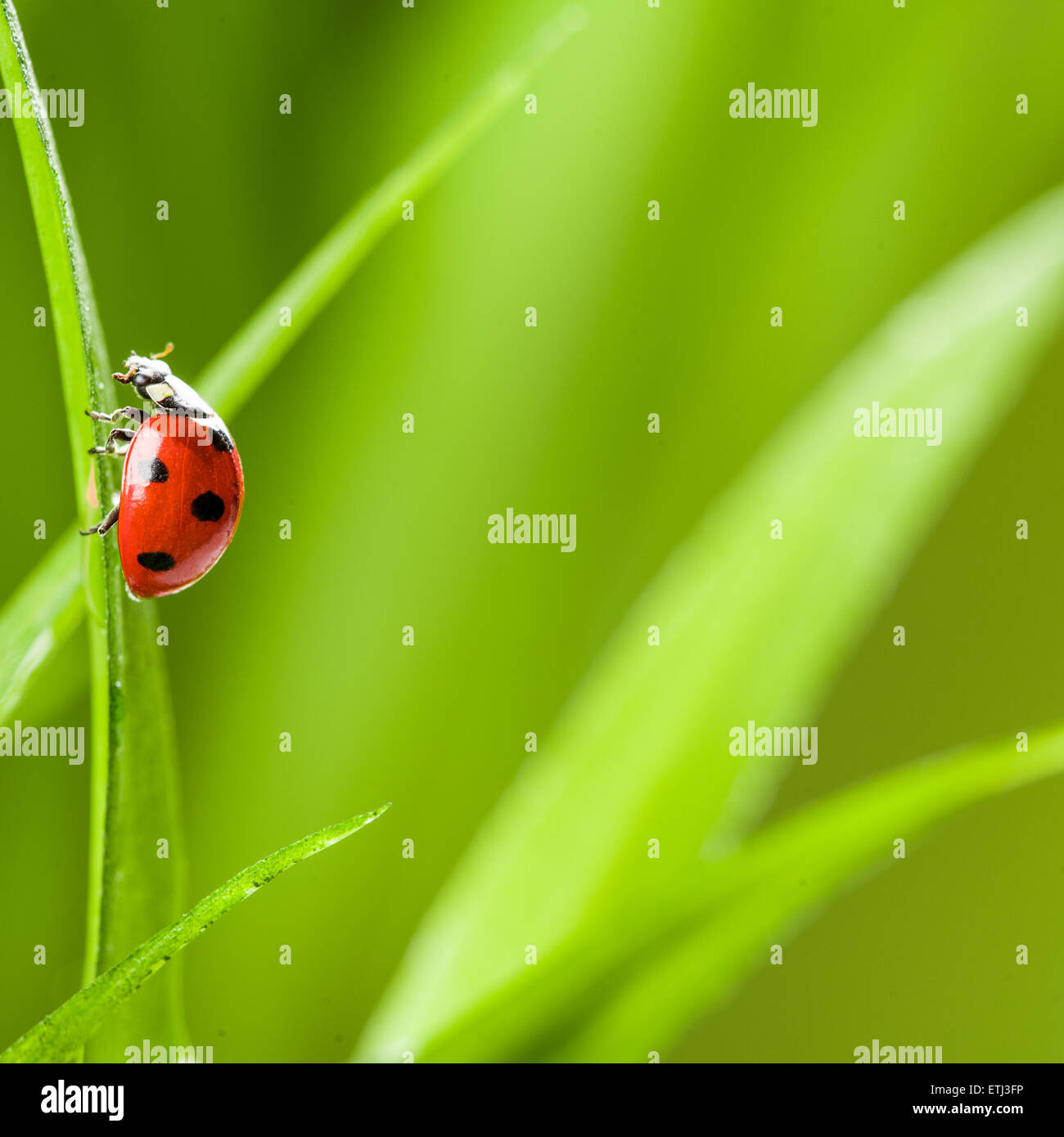 Ladybug on Grass Over Green Bachground Stock Photo - Alamy