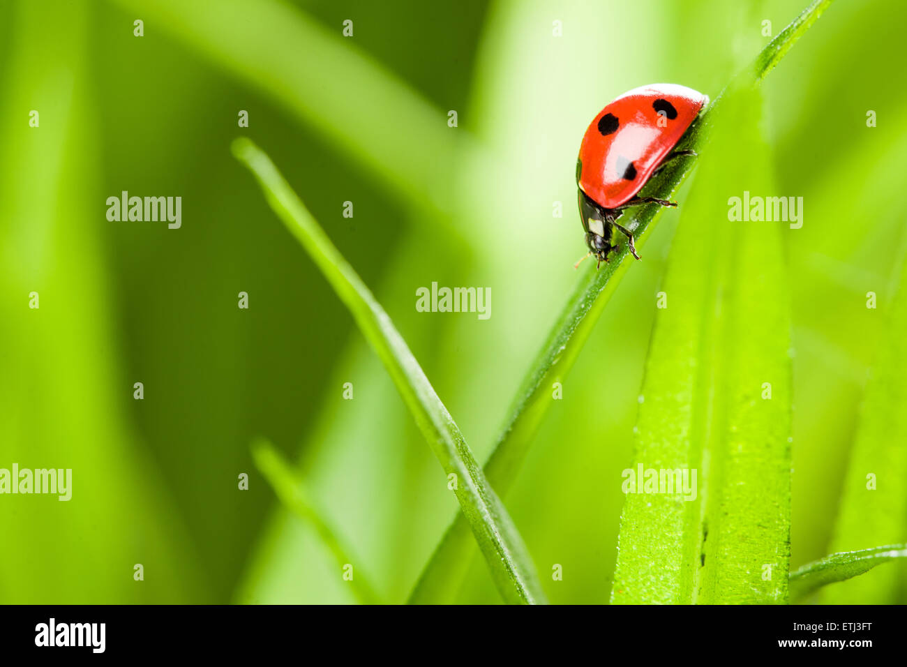 Red leaf and green grass hi-res stock photography and images - Alamy