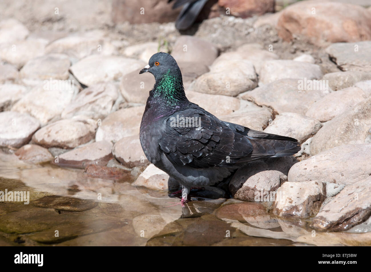 Rock dove on a hot summer day Stock Photo - Alamy