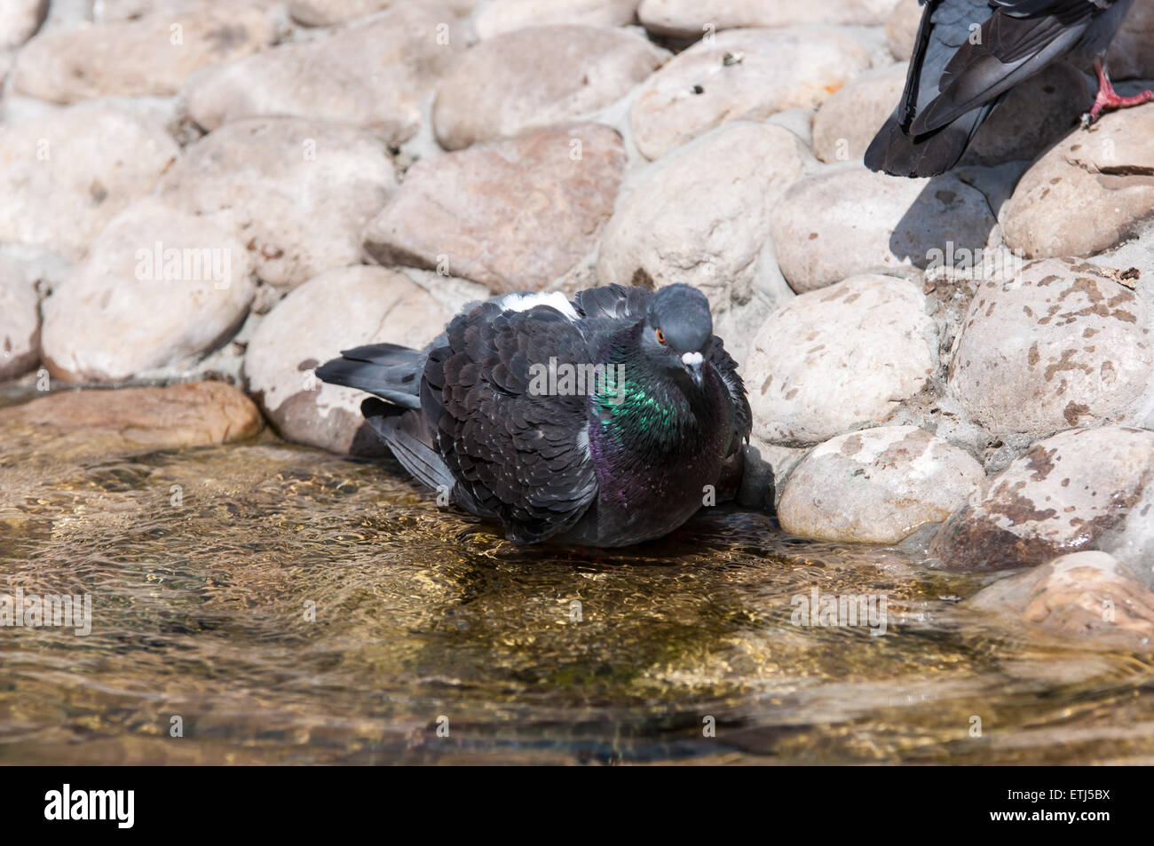 Rock dove on a hot summer day Stock Photo - Alamy