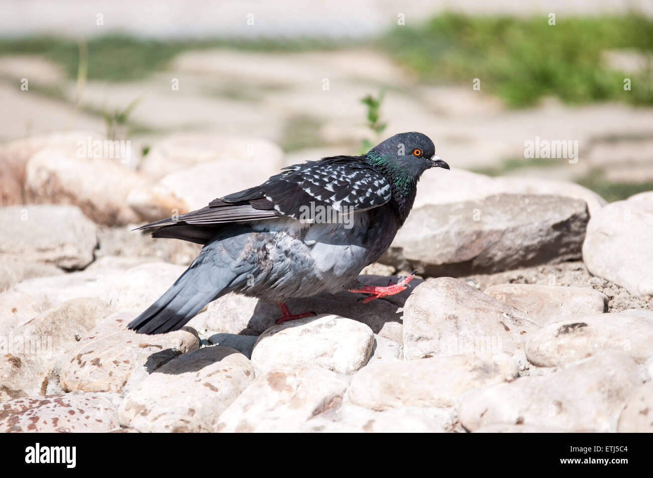 Rock dove on a hot summer day Stock Photo - Alamy