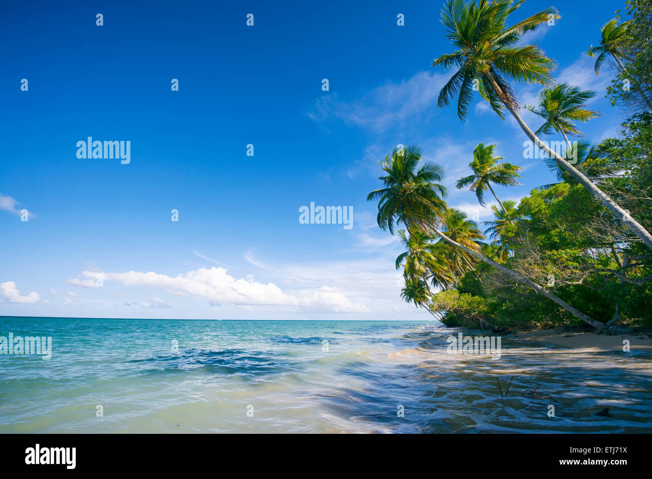 Beach palm trees blue water hi-res stock photography and images - Alamy