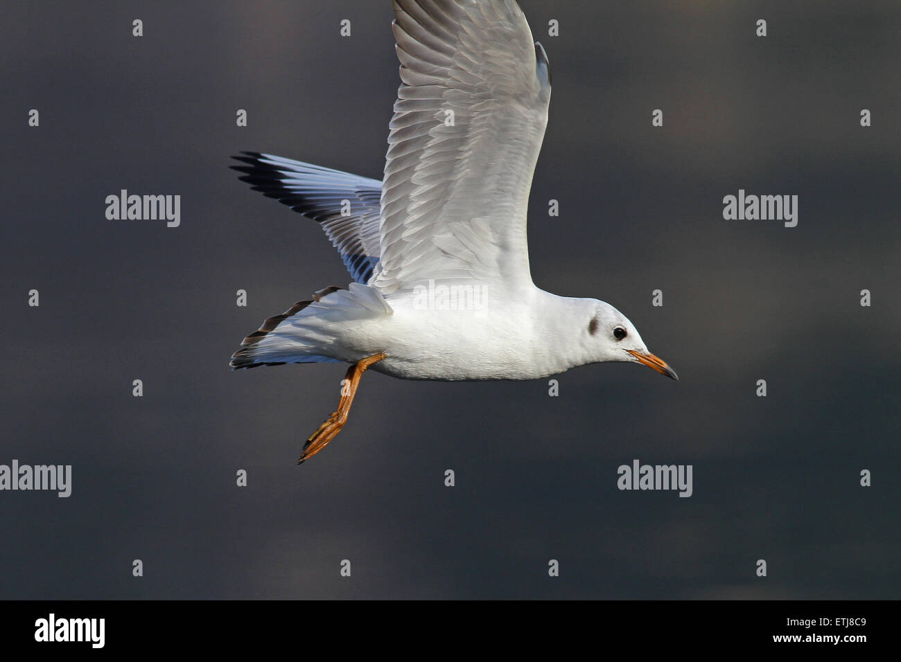 Seagull in flight Stock Photo - Alamy