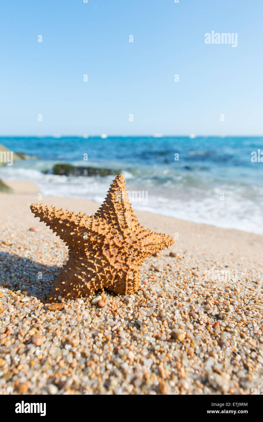 Standing starfish at the beach Stock Photo - Alamy
