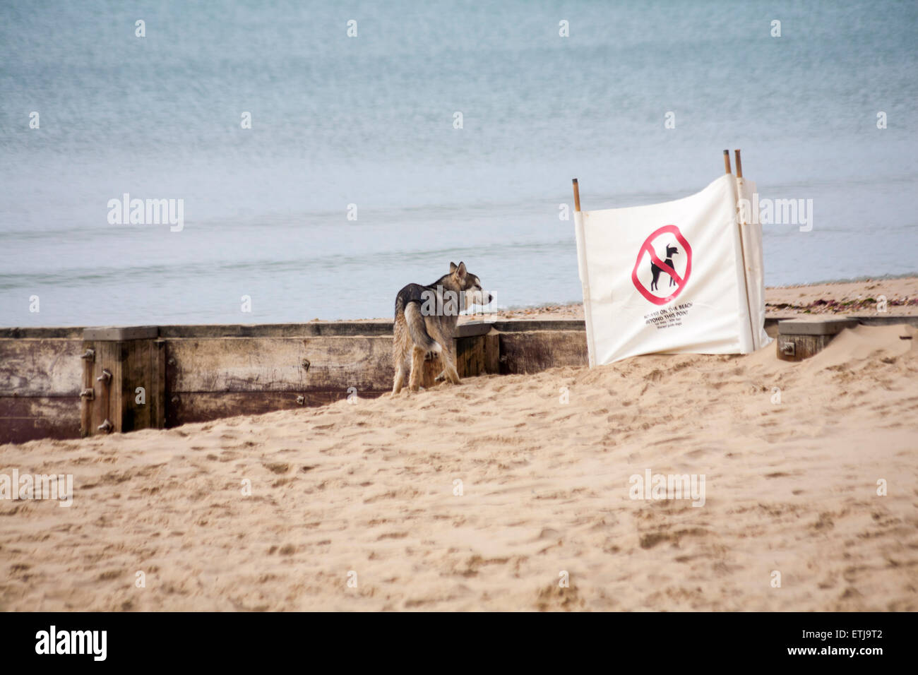 No dogs beyond this point sign hi-res stock photography and images - Alamy