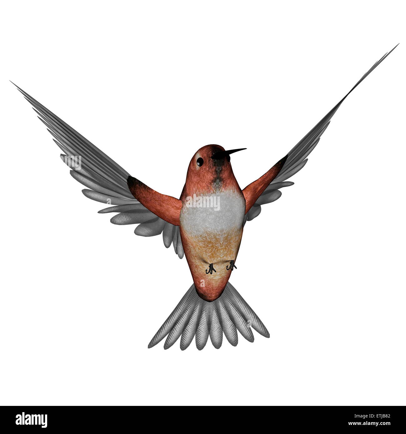 Allen hummingbird flying isolated in white background - 3D render Stock ...