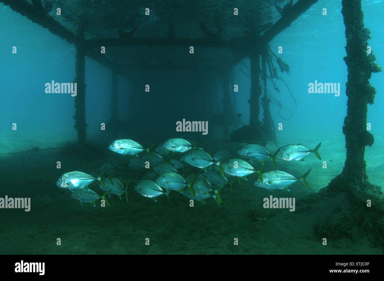 Island trevally (Carangoides orthogrammus) Red sea, Marsa Alam, Abu ...