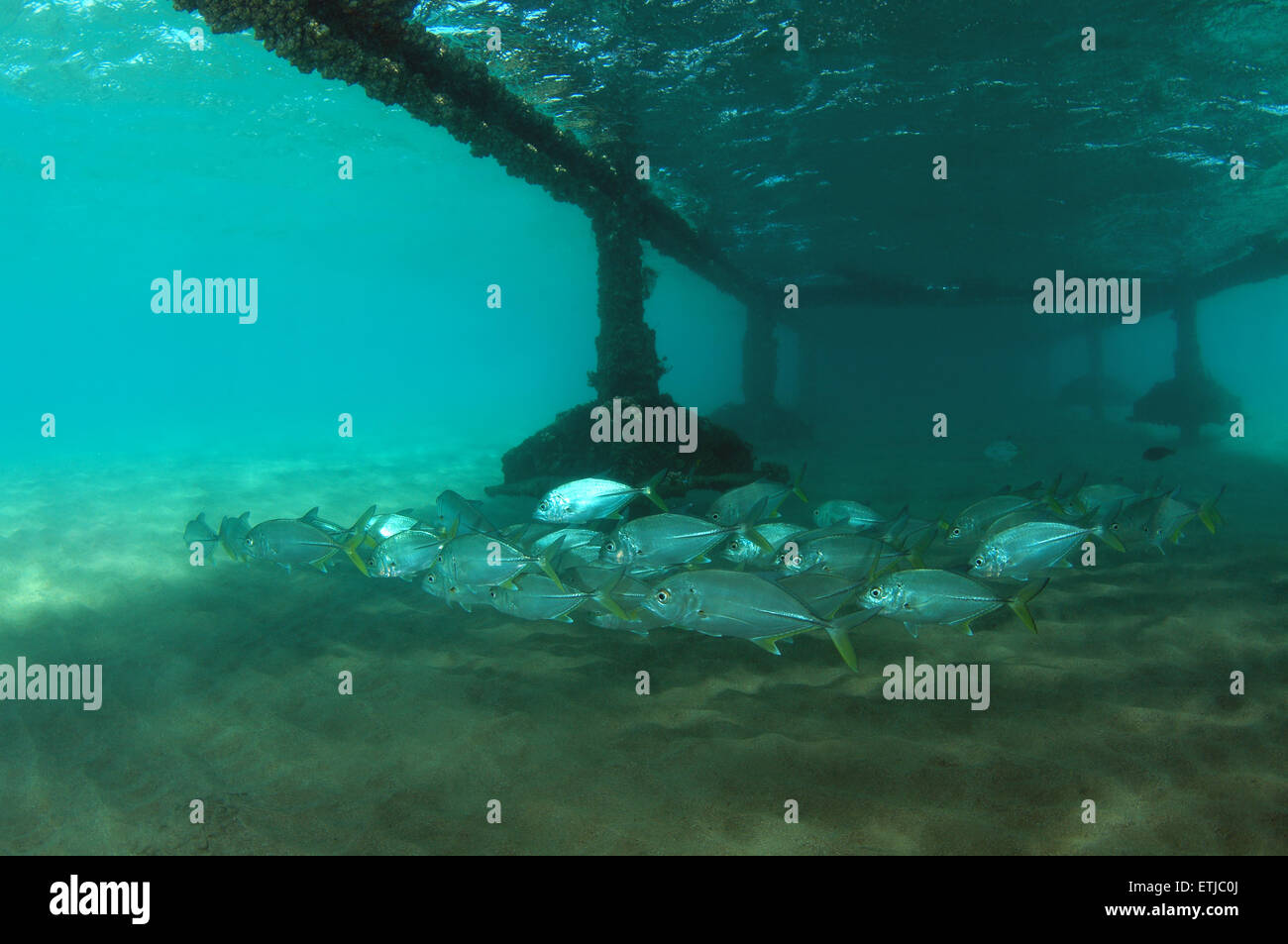 Island trevally (Carangoides orthogrammus) Red sea, Marsa Alam, Abu ...