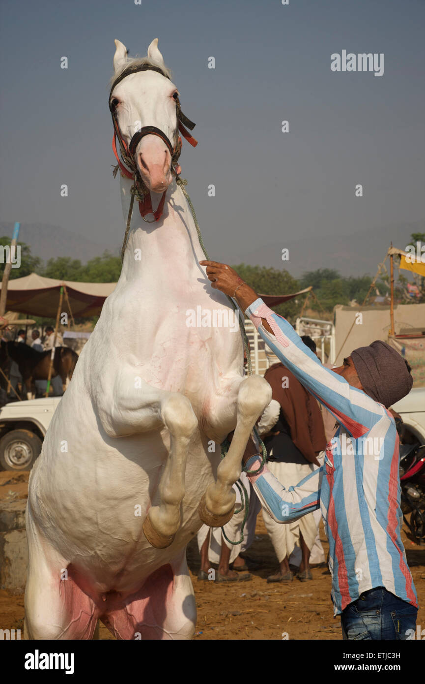 Rajasthani man with horse at the Pushkar fair. Rajasthan, India Stock ...