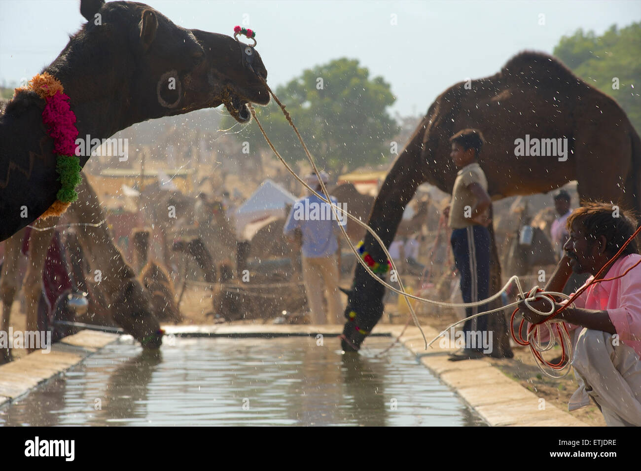 Camels drinking from a water trough at the Camel Fair, Pushkar ...