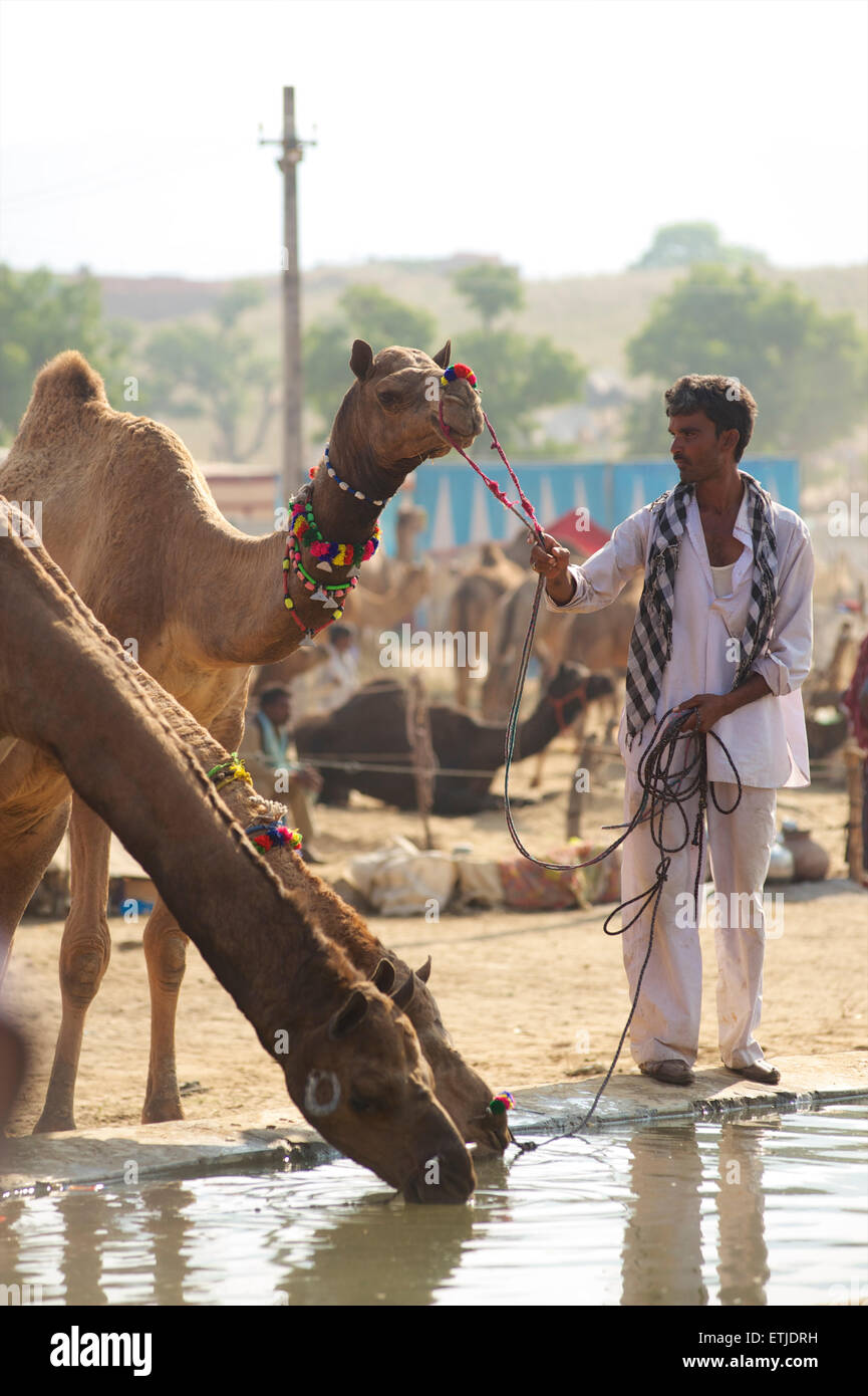Camels drinking from a water trough at the Camel Fair, Pushkar ...
