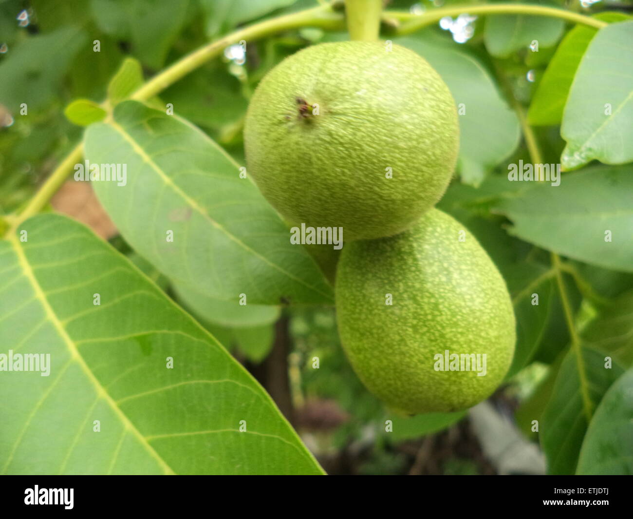Walnut Orchard Stock Photos & Walnut Orchard Stock Images - Alamy