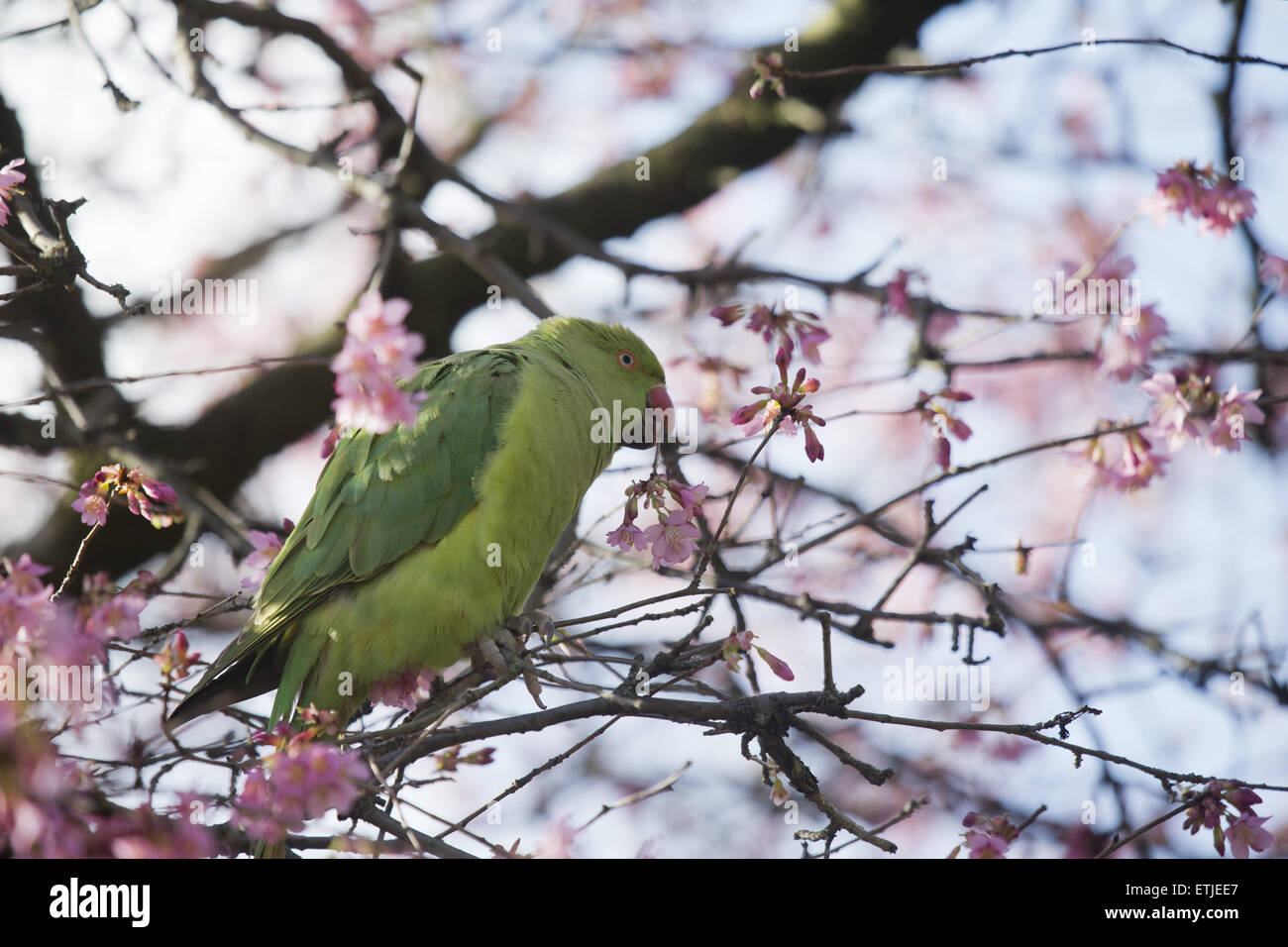 Sunny spring weather in Central London Featuring: Atmosphere Where ...