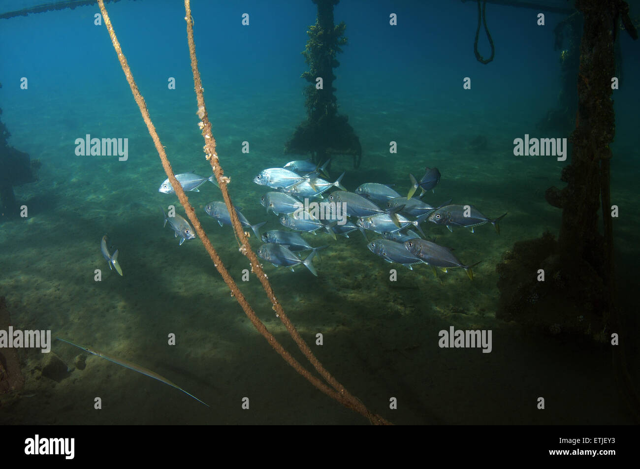 Island trevally (Carangoides orthogrammus) Red sea, Marsa Alam, Abu ...