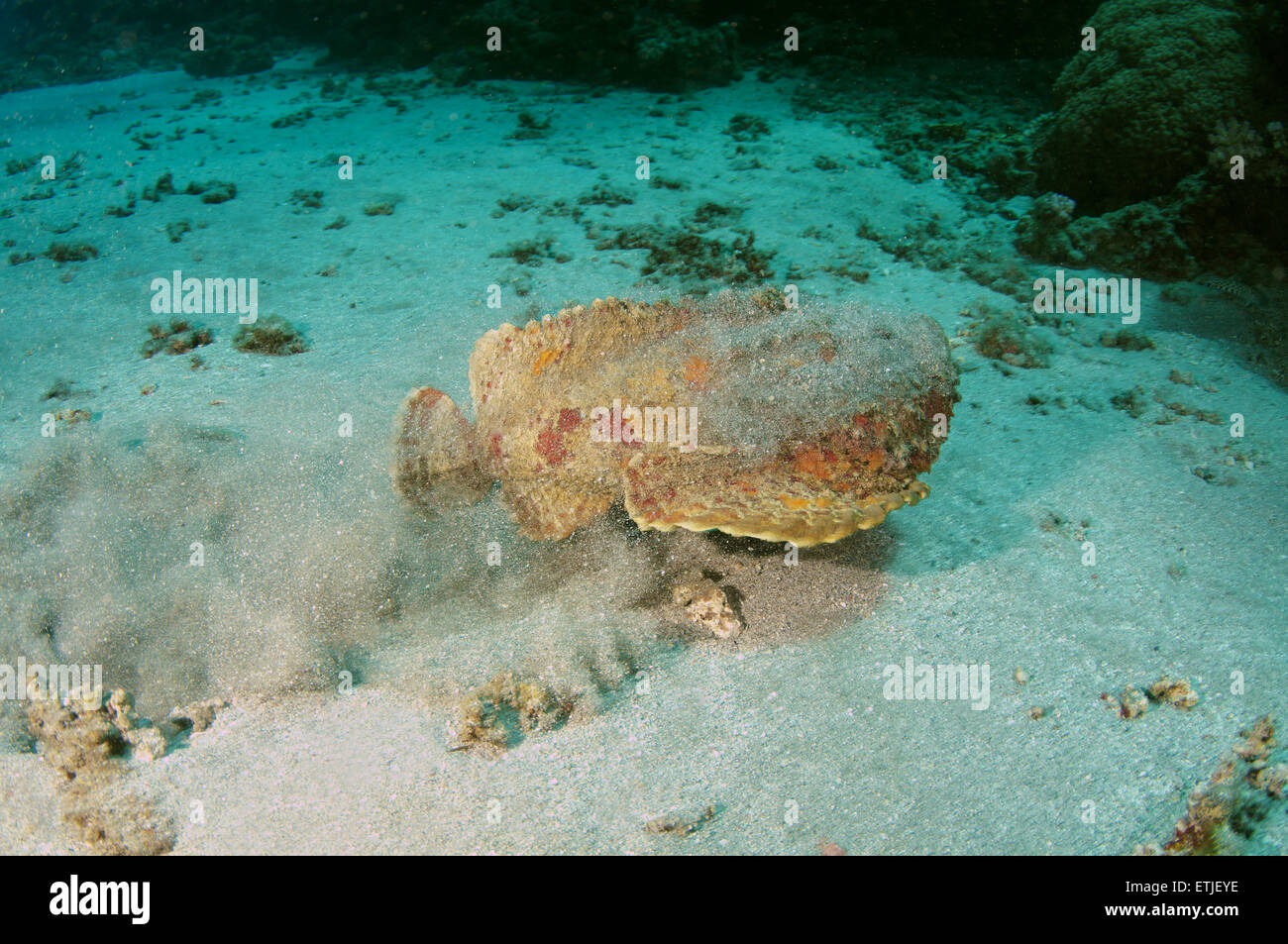 Stonefish (Synanceia verrucosa) Red sea, Marsa Alam, Abu Dabab, Egypt ...