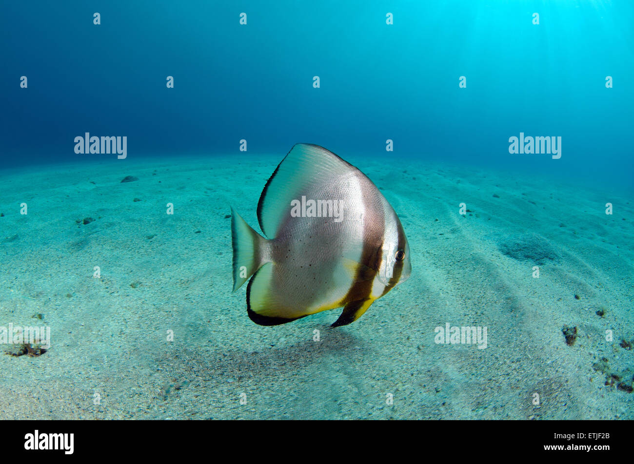 teira batfish or longfin batfish (Platax teira) on the sandy bottom ...