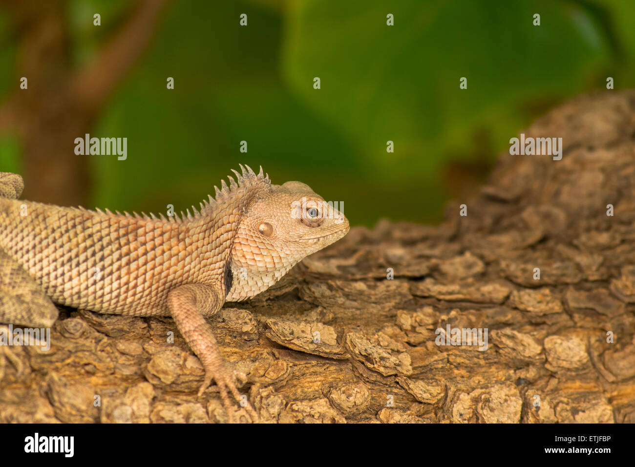 Dragon lizards up close hi-res stock photography and images - Alamy