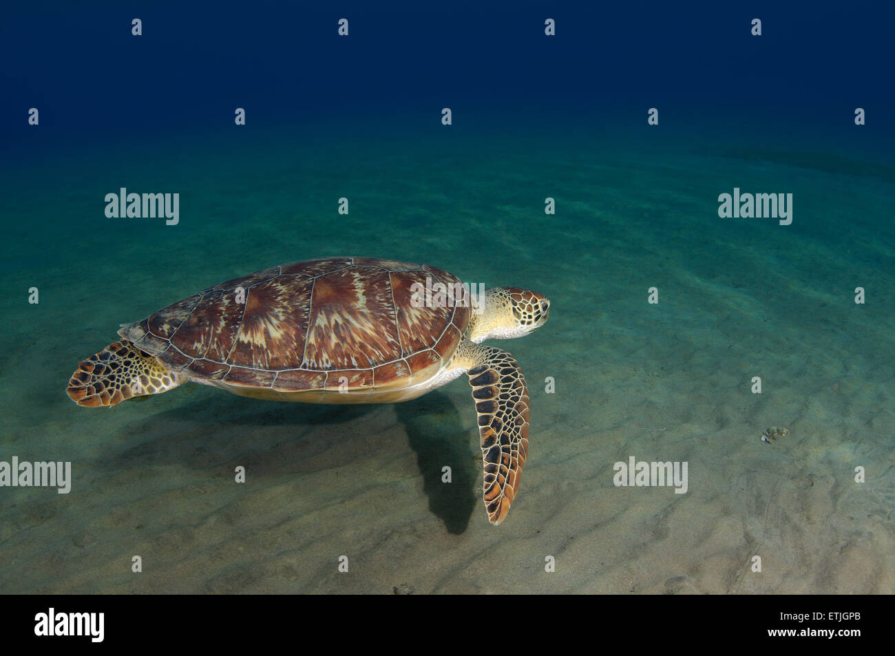green sea turtle (Chelonia mydas), Red sea, Marsa Alam, Abu Dabab ...
