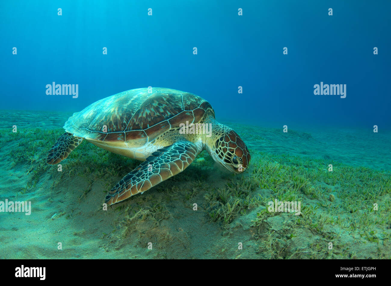 Zeeschildpad High Resolution Stock Photography and Images - Alamy