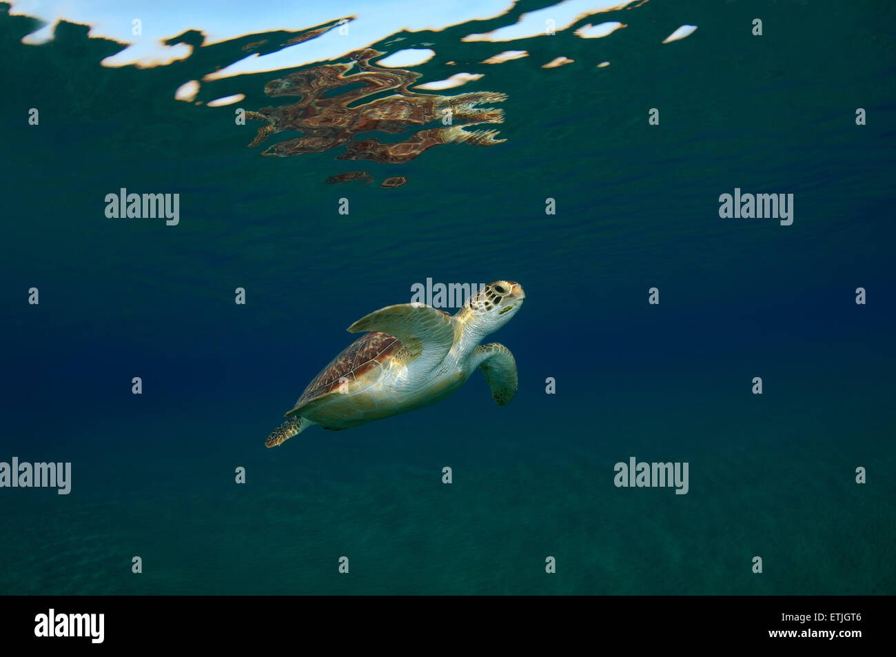 green sea turtle (Chelonia mydas) floats up into the blue water, Red ...