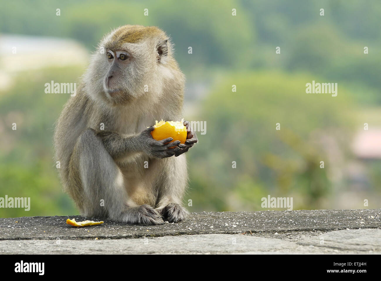 Portrait of a Monkey Stock Photo - Alamy