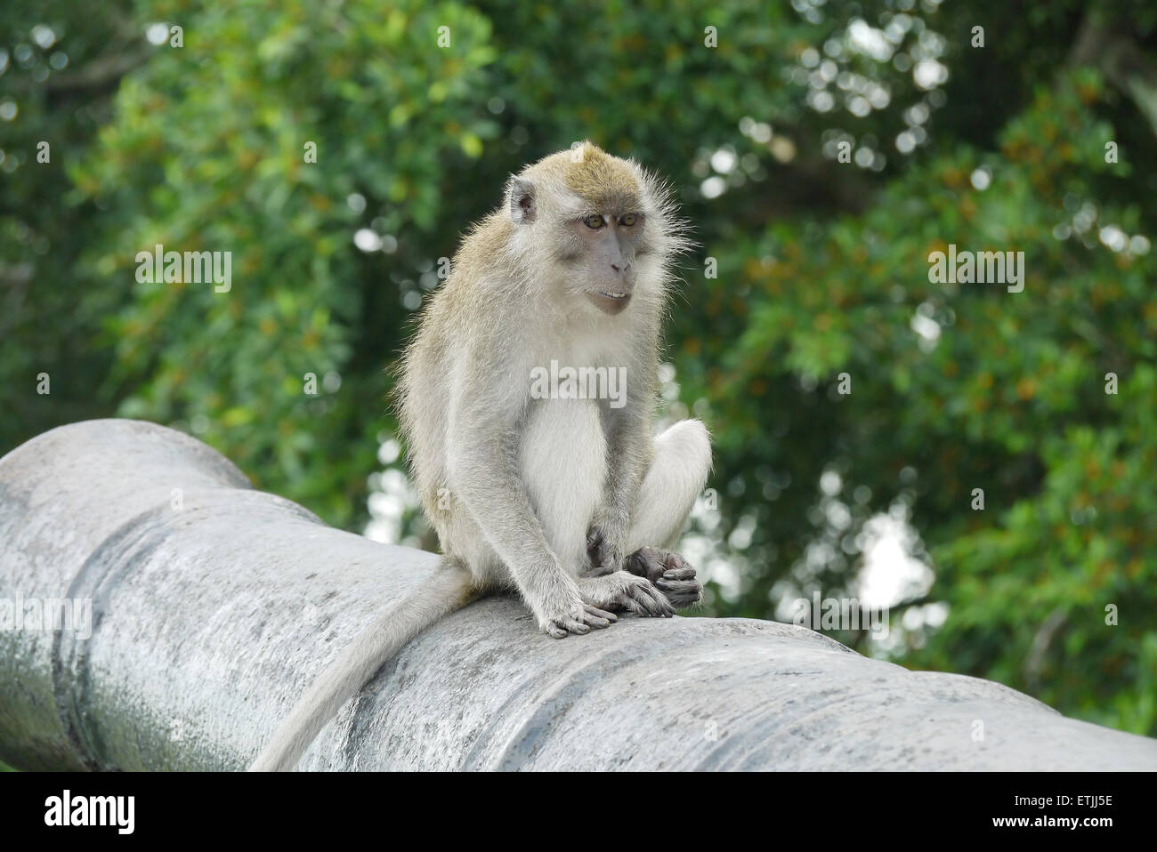 Portrait of a Macaque Monkey Stock Photo - Alamy