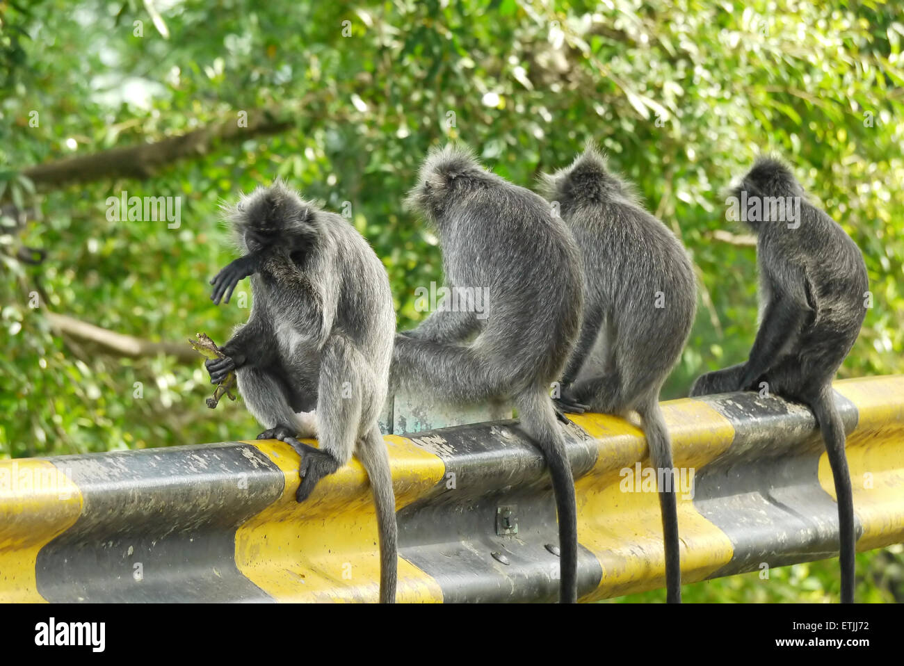 Portrait of a Silver Leaf Monkey Stock Photo - Alamy
