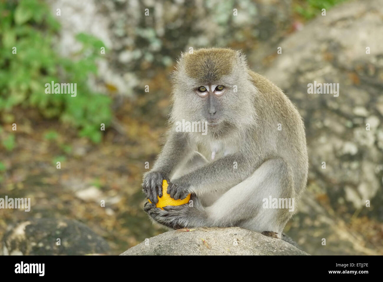 Portrait of a Monkey Stock Photo - Alamy